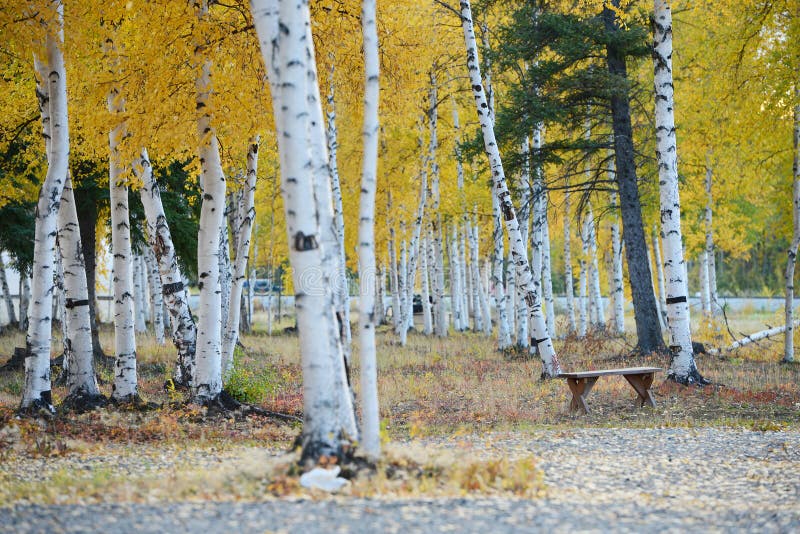 Aspen autumn stock image. Image of season, gold, orange - 66165987