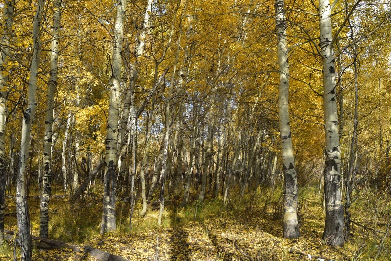 Aspen autumn stock photo. Image of stand, covered, gold - 233366888