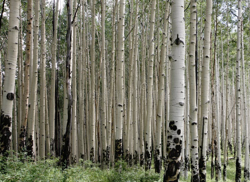 Aspen Birch Trees in Summer Stock Image - Image of yellow, white: 25854135