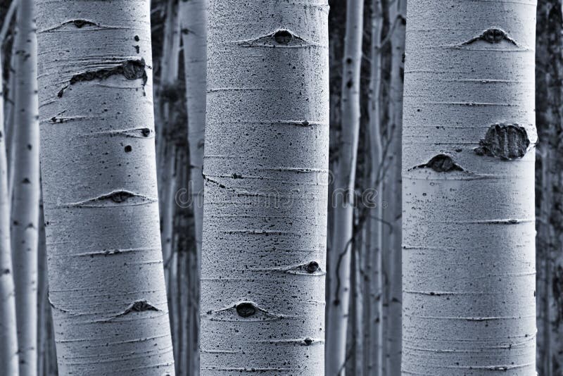 Aspen Trees Alpine Forest Utah Stock Photo - Image of outdoors, alpine ...