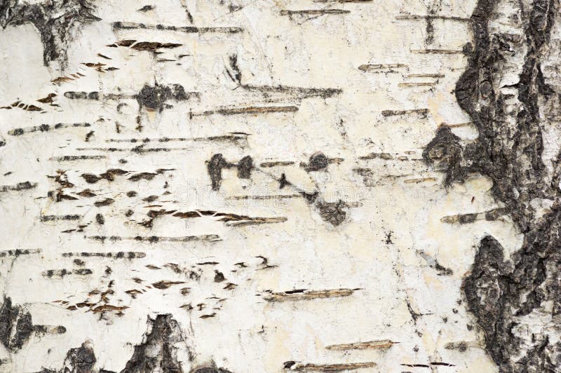Aspen Bark Background stock image. Image of scarred, bark - 99588539