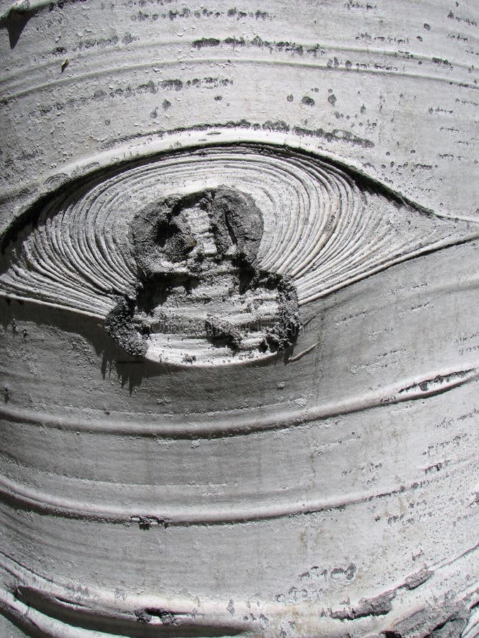 Aspen Bark with Branch Scar Stock Photo - Image of white, knot: 2331656