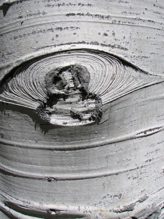 Aspen Bark with Branch Scar Stock Photo - Image of white, knot: 2331656