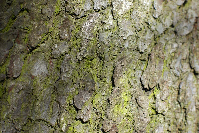 Aspen Bark Texture with Green Moss on the Surface Stock Image - Image ...