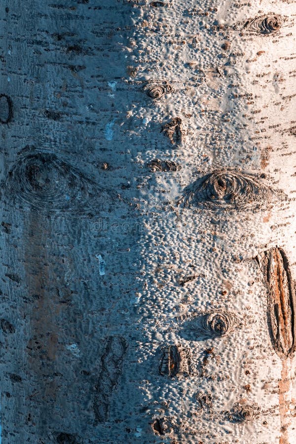 Aspen bark texture stock photo. Image of aspen, design - 197193410