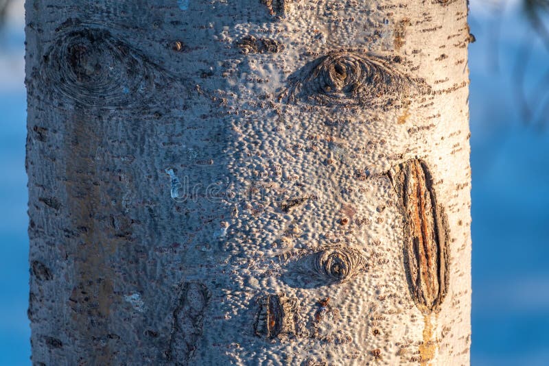 Aspen bark texture stock image. Image of abstract, environment - 197419087
