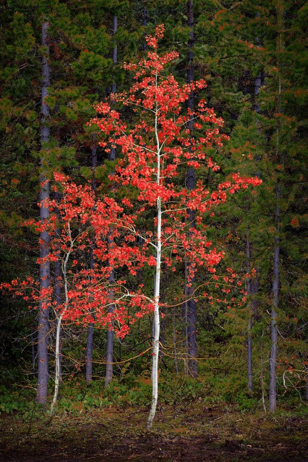 Aspen Birch Trees in Summer Stock Image - Image of yellow, white: 25854135