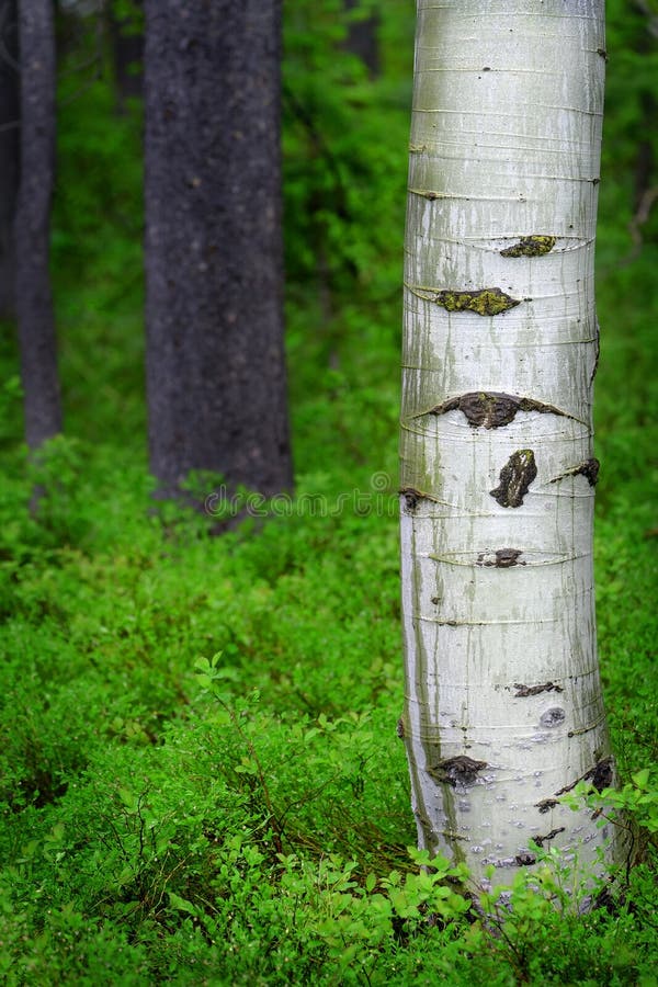Aspen Birch Trees in Fall stock image. Image of background - 26912729