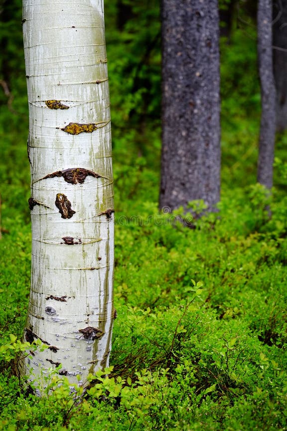 Aspen Birch Tree in Forest stock photo. Image of plant - 94343174