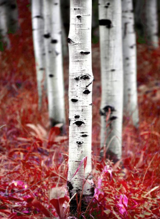 Aspen Birch Trees in Summer Stock Image - Image of yellow, white: 25854135
