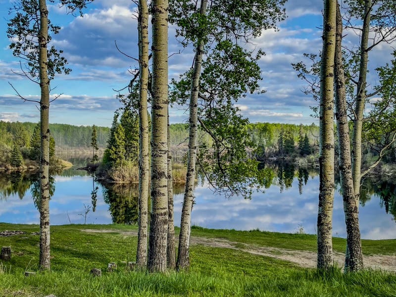 Aspen and Birch Trees Framing a Still Lake with Cloud Reflections Stock ...