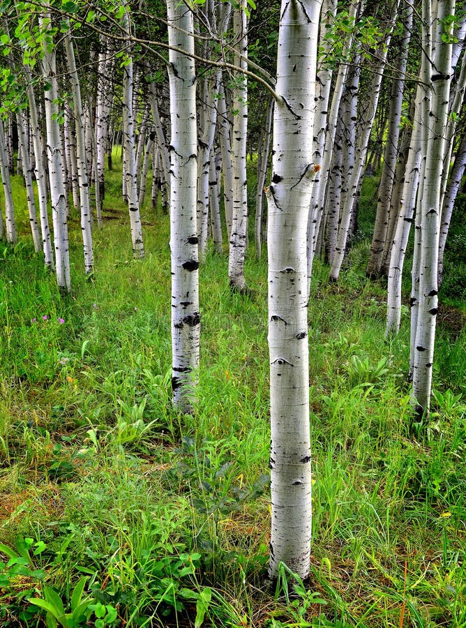 Aspen Birch Trees in Summer Stock Image - Image of yellow, white: 25854135