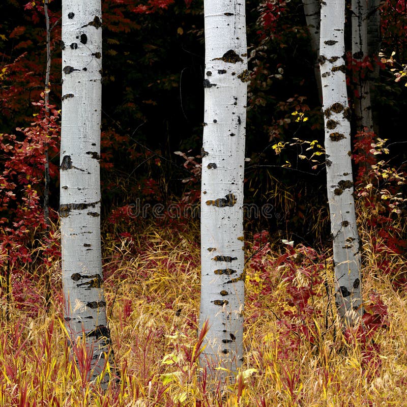 Aspen or Birch Trees with White Trunks and Red Leaves in Autumn or Fall ...