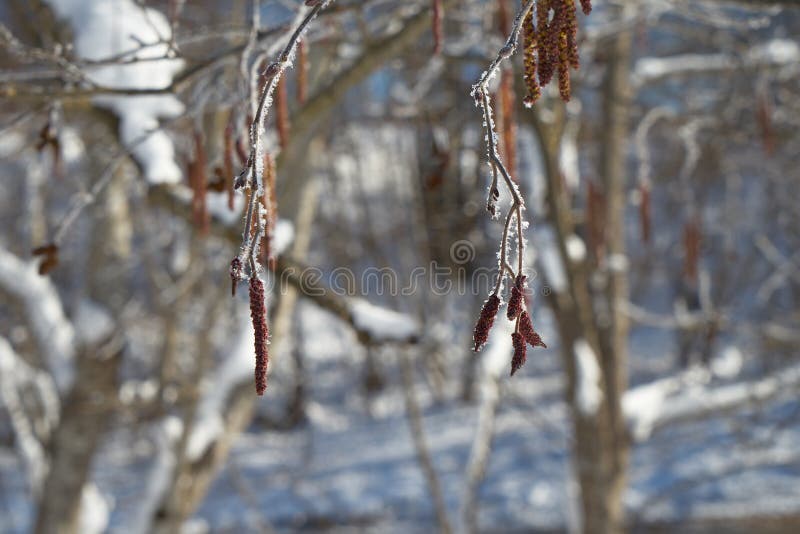 Aspen buds stock photo. Image of alpine, covering, montane - 229924596
