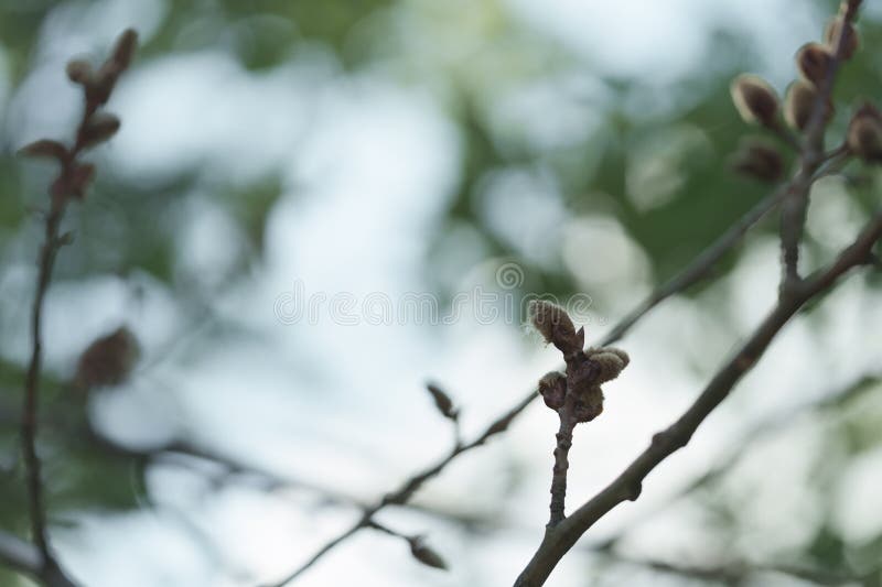 Aspen Buds on a Tree in Spring Stock Image - Image of focus, budding ...