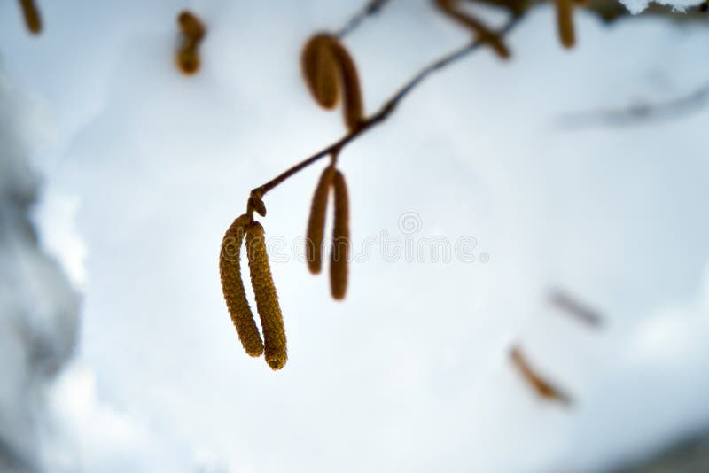 Aspen buds in the winter stock photo. Image of tree - 208910760