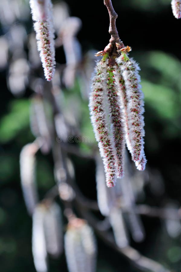Aspen Forest with Blue Wild Flowers Stock Image - Image of flowers ...