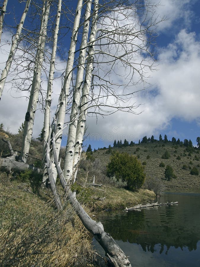 Aspen Clump stock image. Image of mountains, nature, outdoor - 24612927