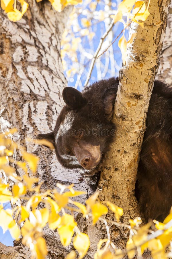 Aspen, Colorado stock photo. Image of colorado, ride - 85201042