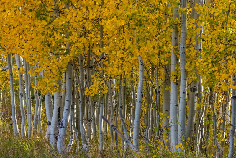 Aspen stock photo. Image of colorful, aspen, fall, nature - 94856080