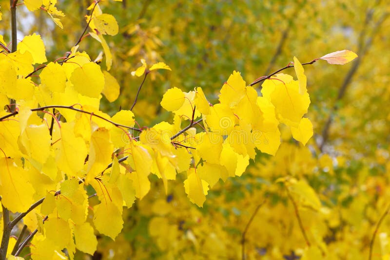 Aspen in the fall stock photo. Image of leaves, sunshine - 44486710