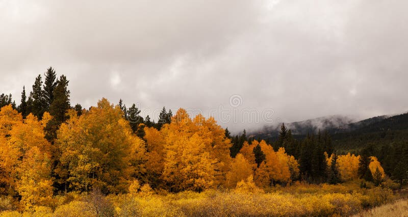 Aspen in Fall Color stock photo. Image of colorado, colorful - 26849088