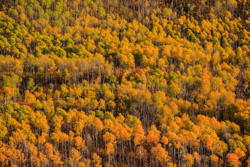 Aspen Forest stock photo. Image of fall, landscape, mountain - 27177084