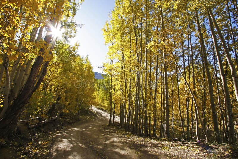Aspen Forest in a Fall, Colorado Stock Photo - Image of juan, american ...