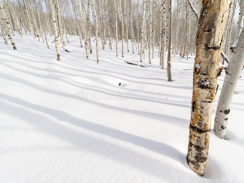 Aspen Forest with Blue Wild Flowers Stock Image - Image of flowers ...