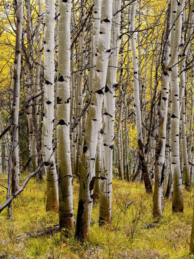 Aspen Forest with Blue Wild Flowers Stock Image - Image of flowers ...