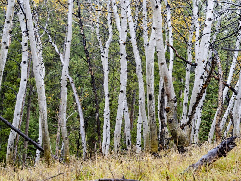 Aspen Forest with Blue Wild Flowers Stock Image - Image of flowers ...
