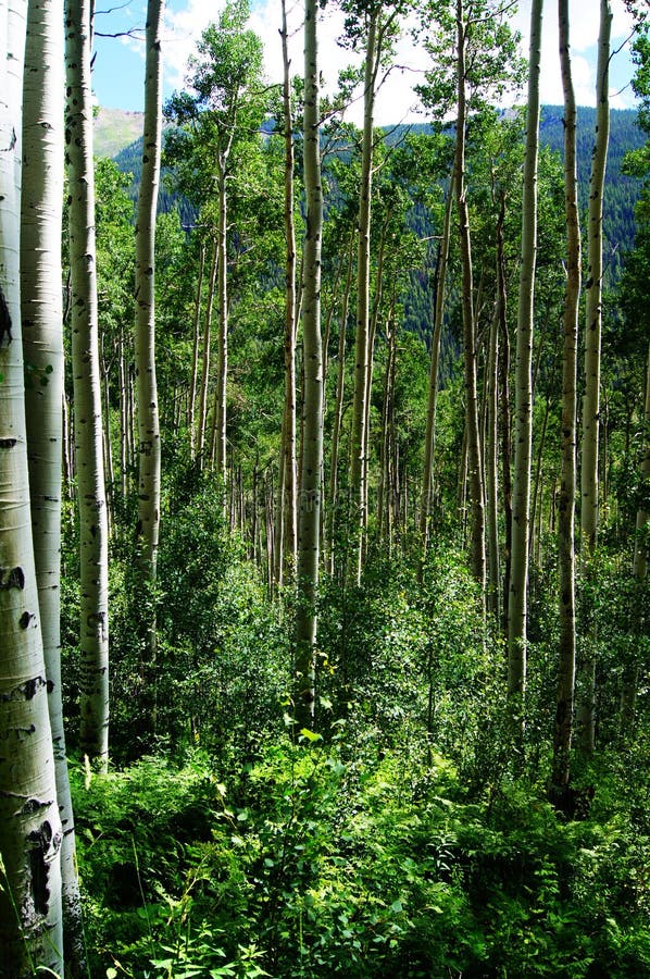Aspen Forest stock photo. Image of sunlight, aspens, reaching - 75208948