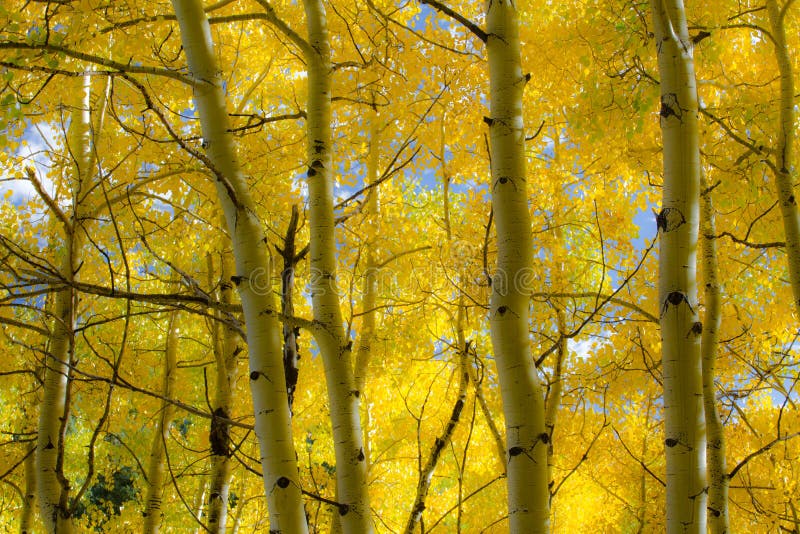 Aspen Forest stock image. Image of fall, colorado, yellow - 82965545