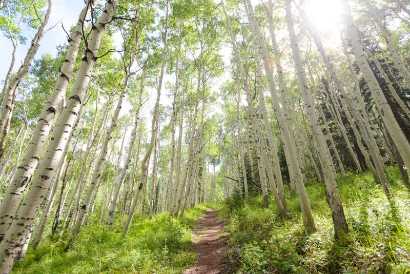 Aspen forest trail stock photo. Image of birch, lake - 57227246