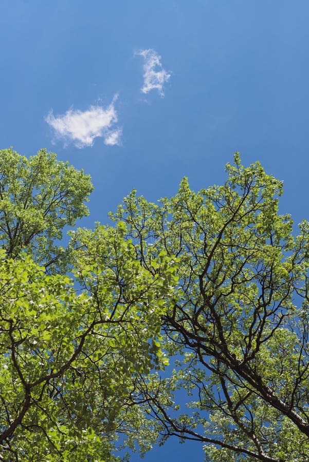 The Aspen Green Leaves on a Background of Blue Sky and Clouds. Stock ...