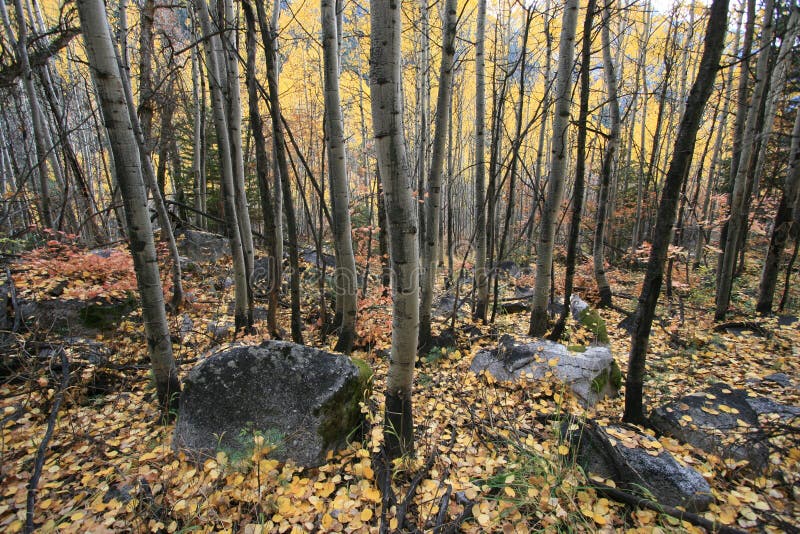 Aspen grove stock photo. Image of granite, grove, tree - 1391726