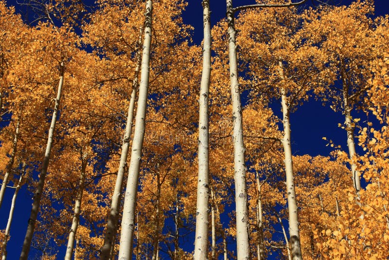 Aspen Grove Picture. Image: 6569386