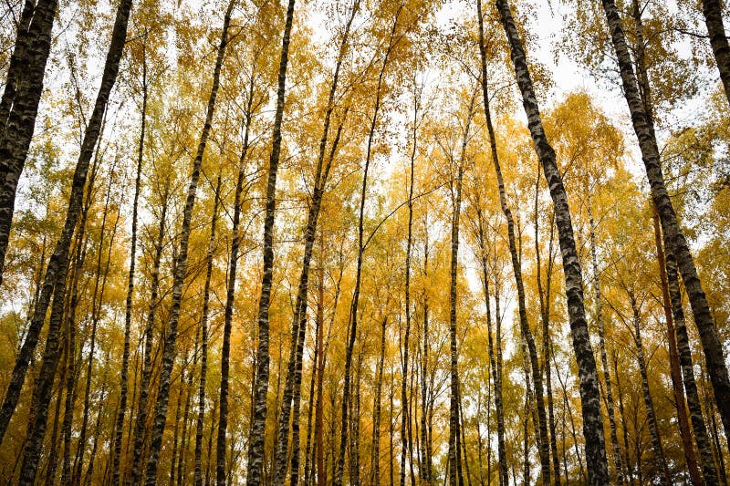 Aspen Grove in Autumn stock image. Image of jackson, woodland - 61311981