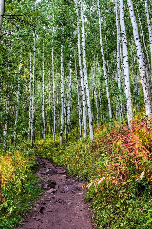 Aspen Grove with Colorful Underbrush Stock Image - Image of beauty ...