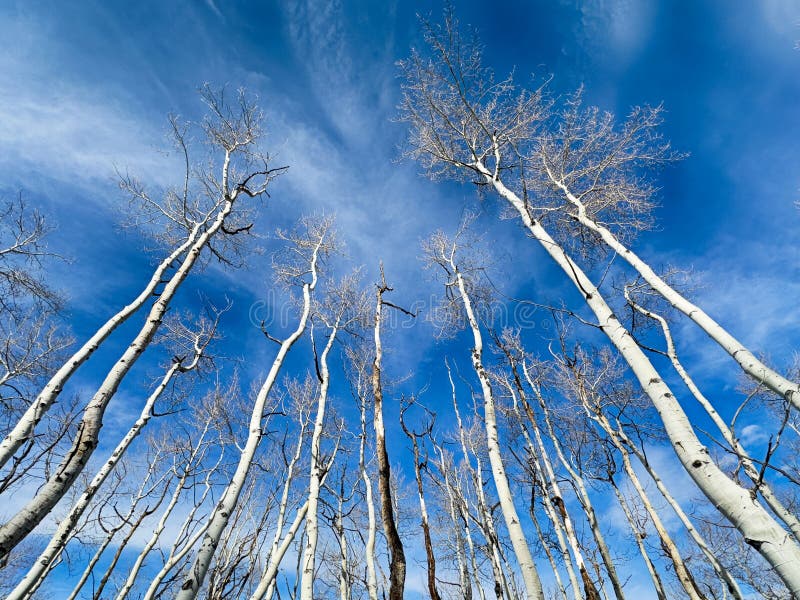 Aspen Grove with Perspective Stock Photo - Image of mountains, aspen ...