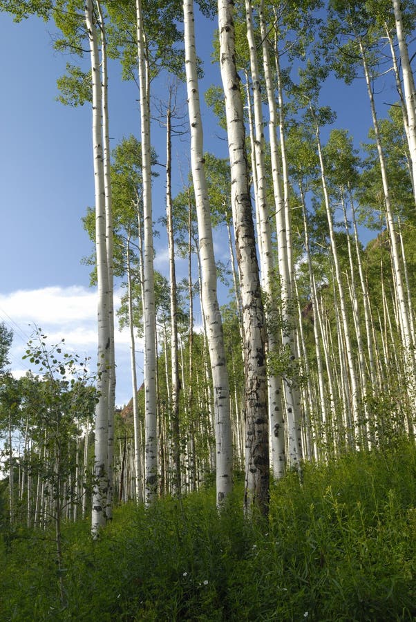 Aspen Grove in Rocky Mountains Stock Image - Image of grove, resources ...