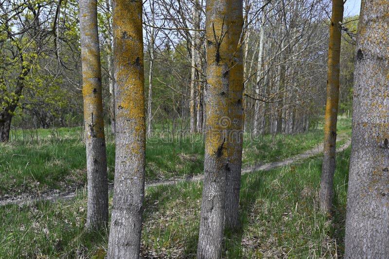 Aspen grove in spring stock photo. Image of populus - 319468766