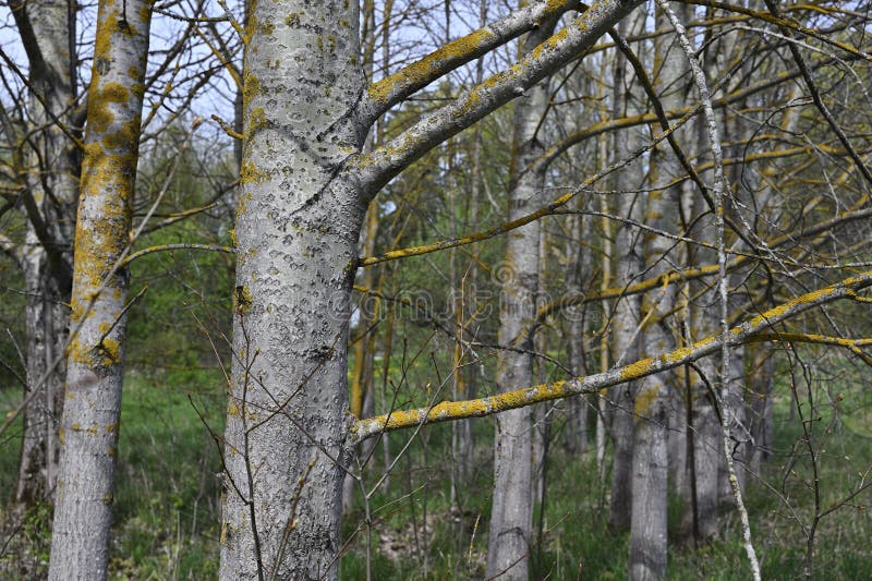 Aspen grove in spring stock photo. Image of cytospora - 319468780