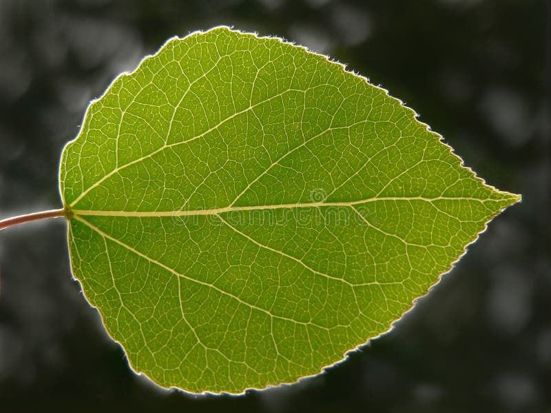 Aspen Leaf stock image. Image of health, leaf, spring - 5337859