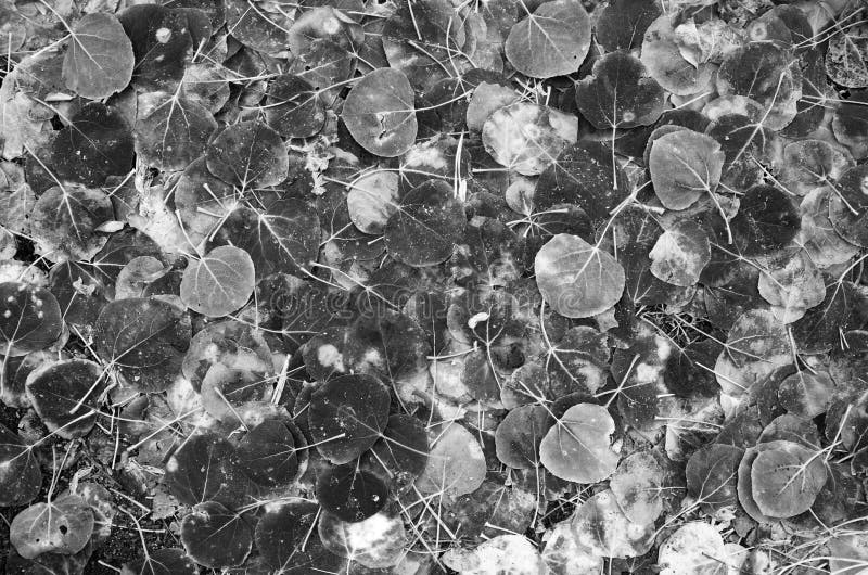 Aspen Leaf Background stock image. Image of leaves, textured - 27375223