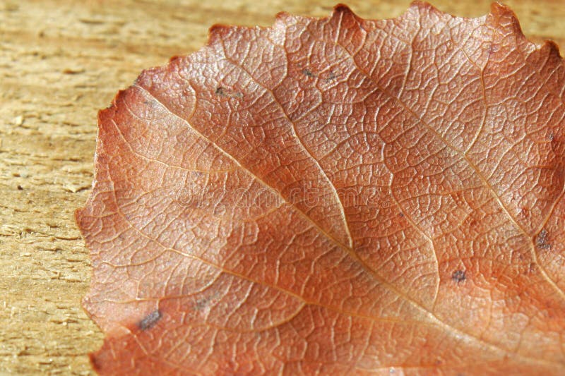Aspen leaf stock photo. Image of structure, texture, gone - 48656748