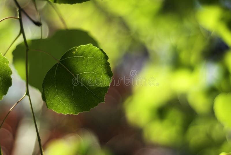 Aspen Leaf with Green Background Stock Photo - Image of botanic ...