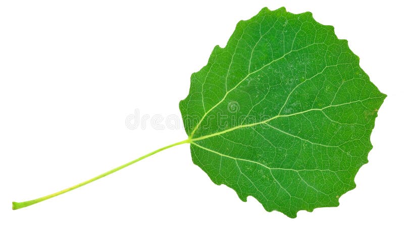 Aspen stock image. Image of leaf, summer, macro, botany - 60819533