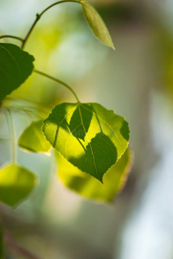 Aspen Leaf with Light and Shadow Stock Image - Image of details ...