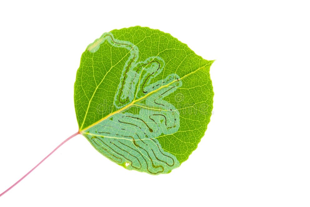 Aspen leaf miner stock image. Image of mining, bore, white - 16197577